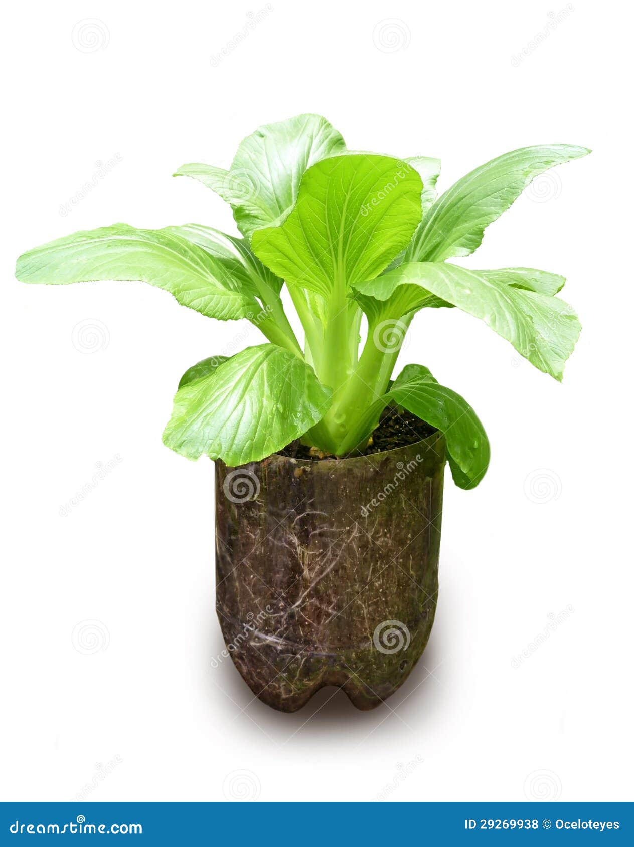Fresh Bok Choy Plant Growing in Recycled Container Stock Photo - Image ...