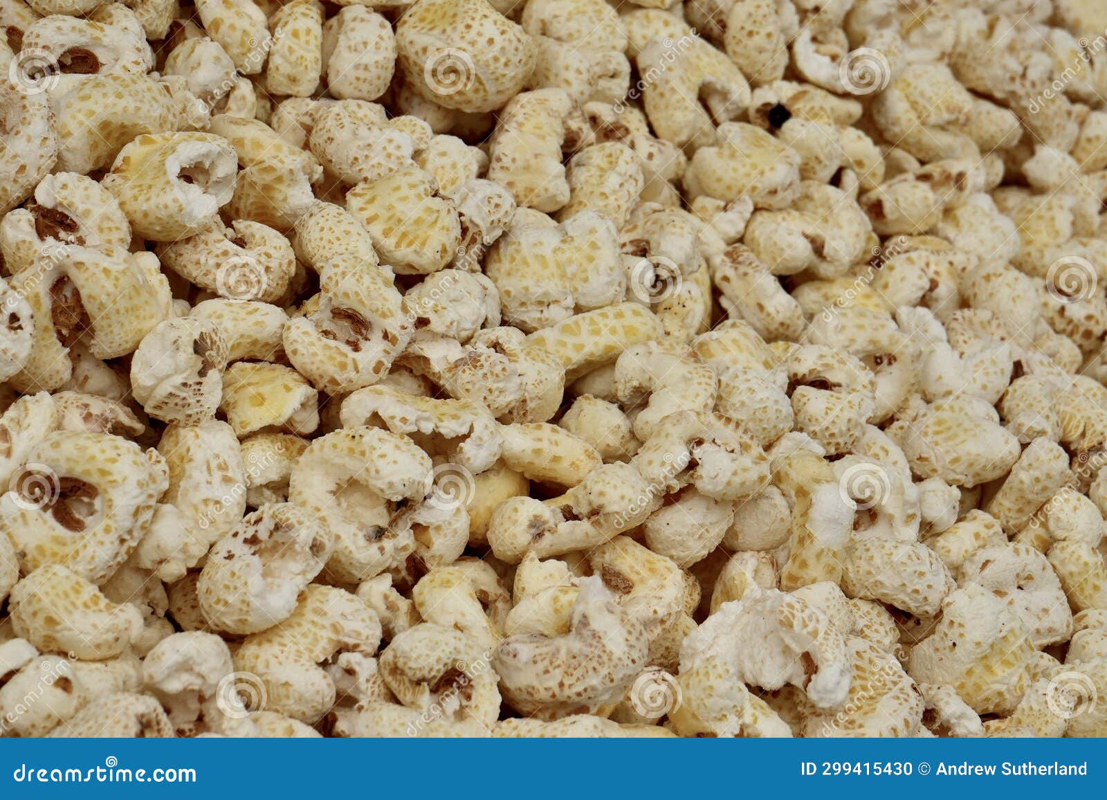 Fresh Bolivian Giant Pop Corn. Stock Photo - Image of giant, white ...