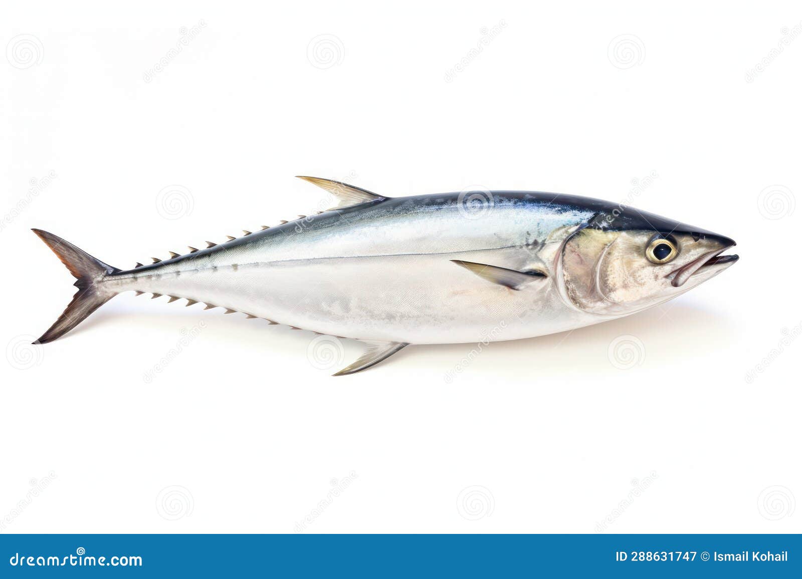 Fresh Bonito Fish Isolated on White Background, Created by Generative ...