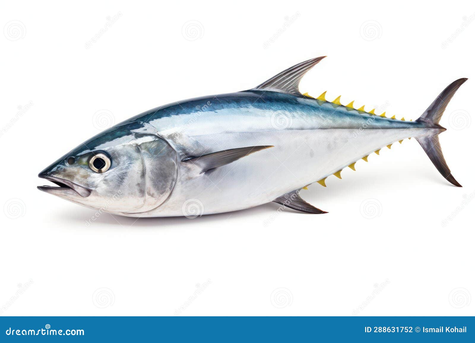 Bonito Fish. Commercial Fish Species. Vector Illustration ...