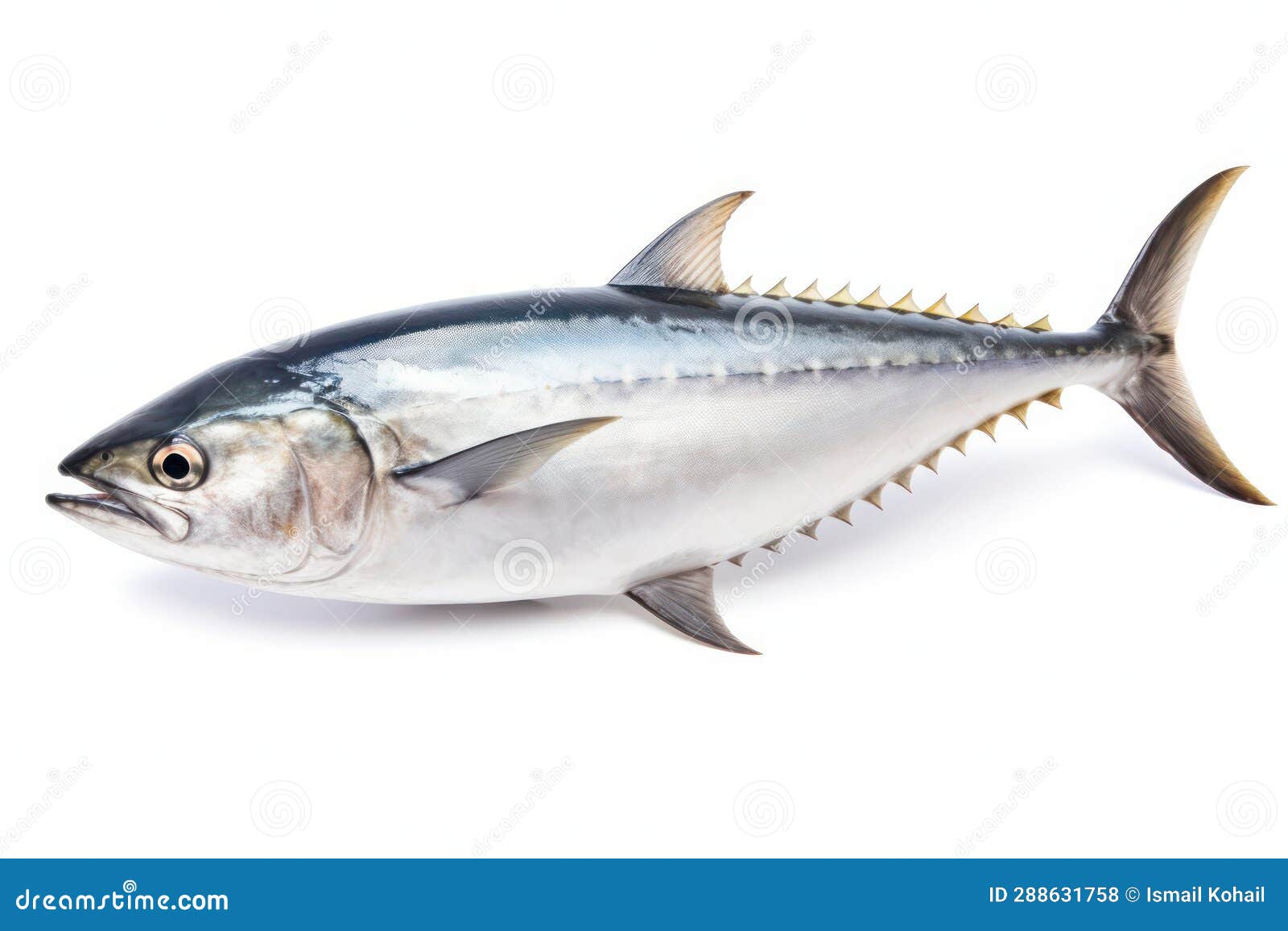 Bonito Fish. Commercial Fish Species. Vector Illustration ...