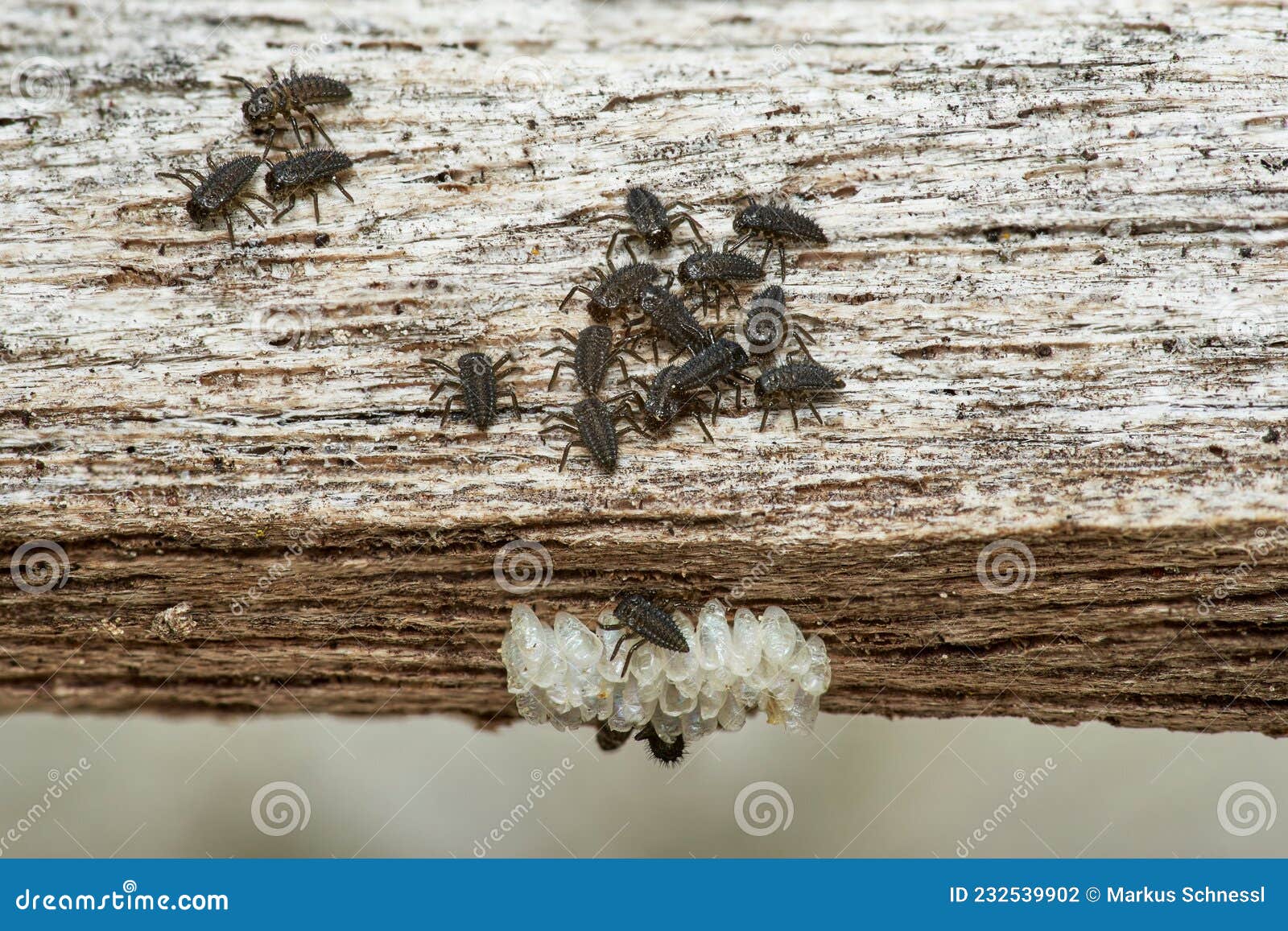 Fresh born ladybug larvas stock photo. Image of emerge - 232539902