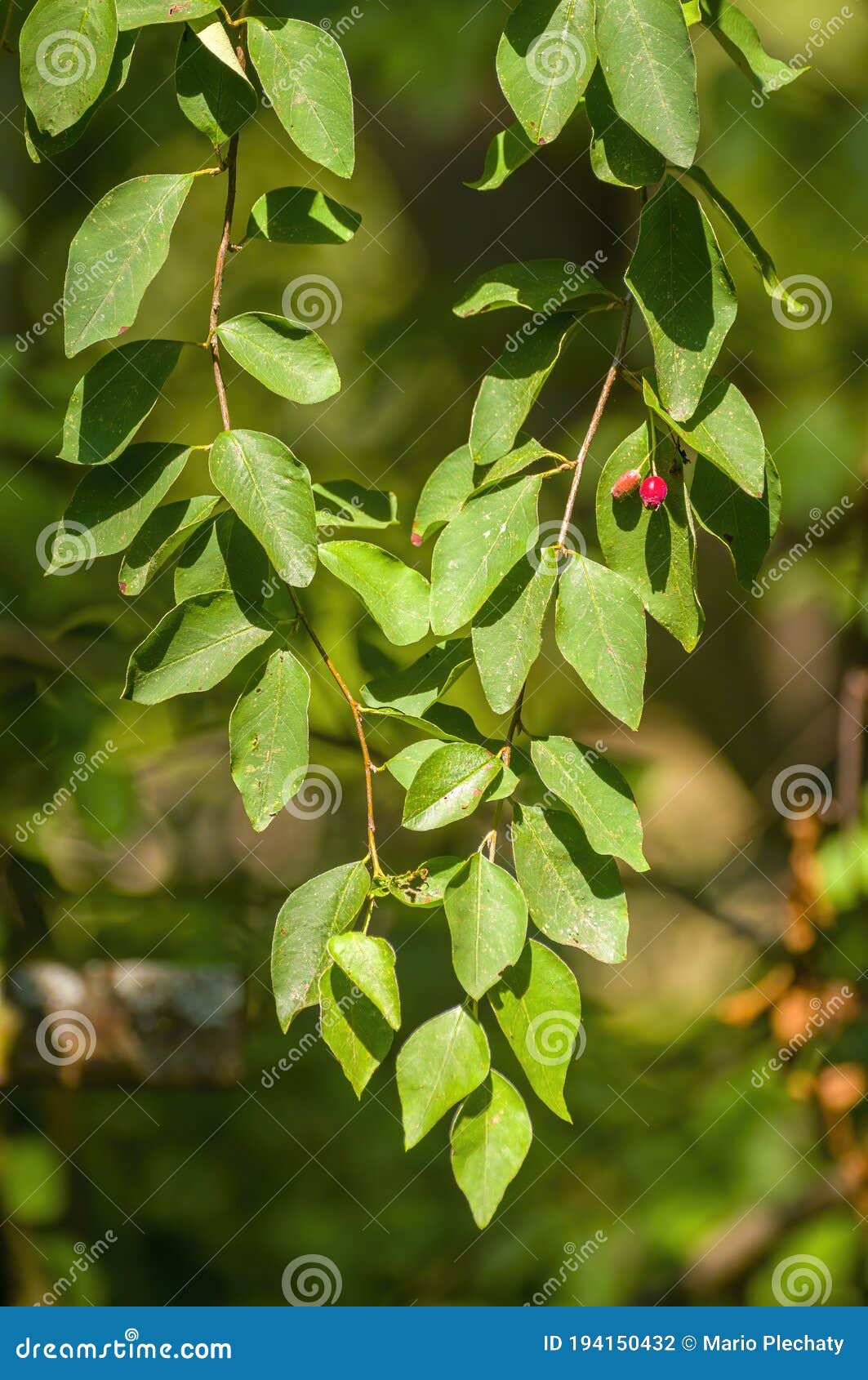 A Fresh Branch with Green Leaves in the Forest Stock Photo - Image of ...