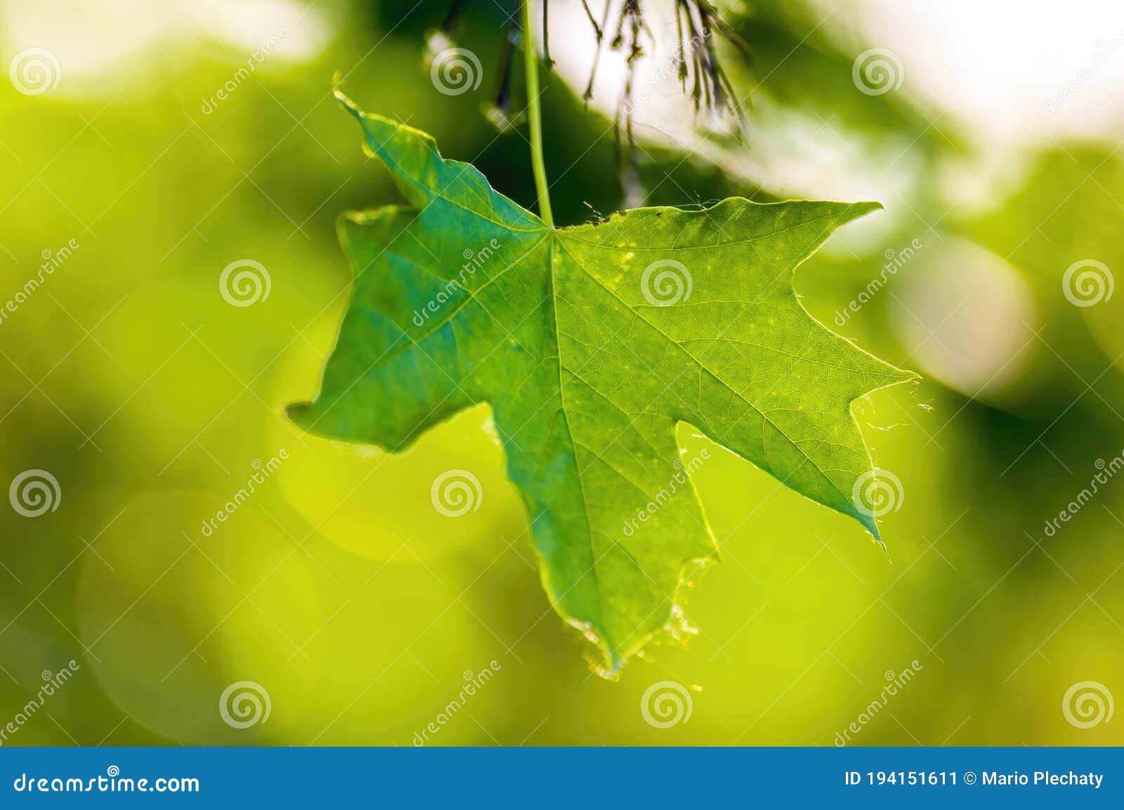 A Fresh Branch with Green Leaves in the Forest Stock Image - Image of ...