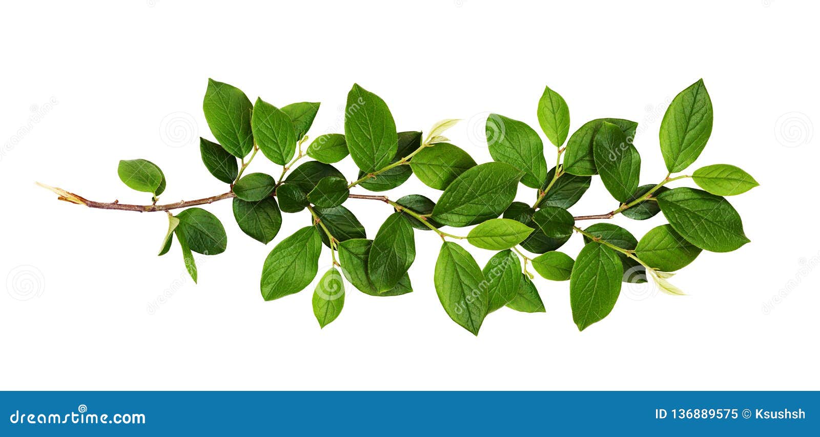 Fresh Branch with Green Leaves Stock Image - Image of closeup, tree ...