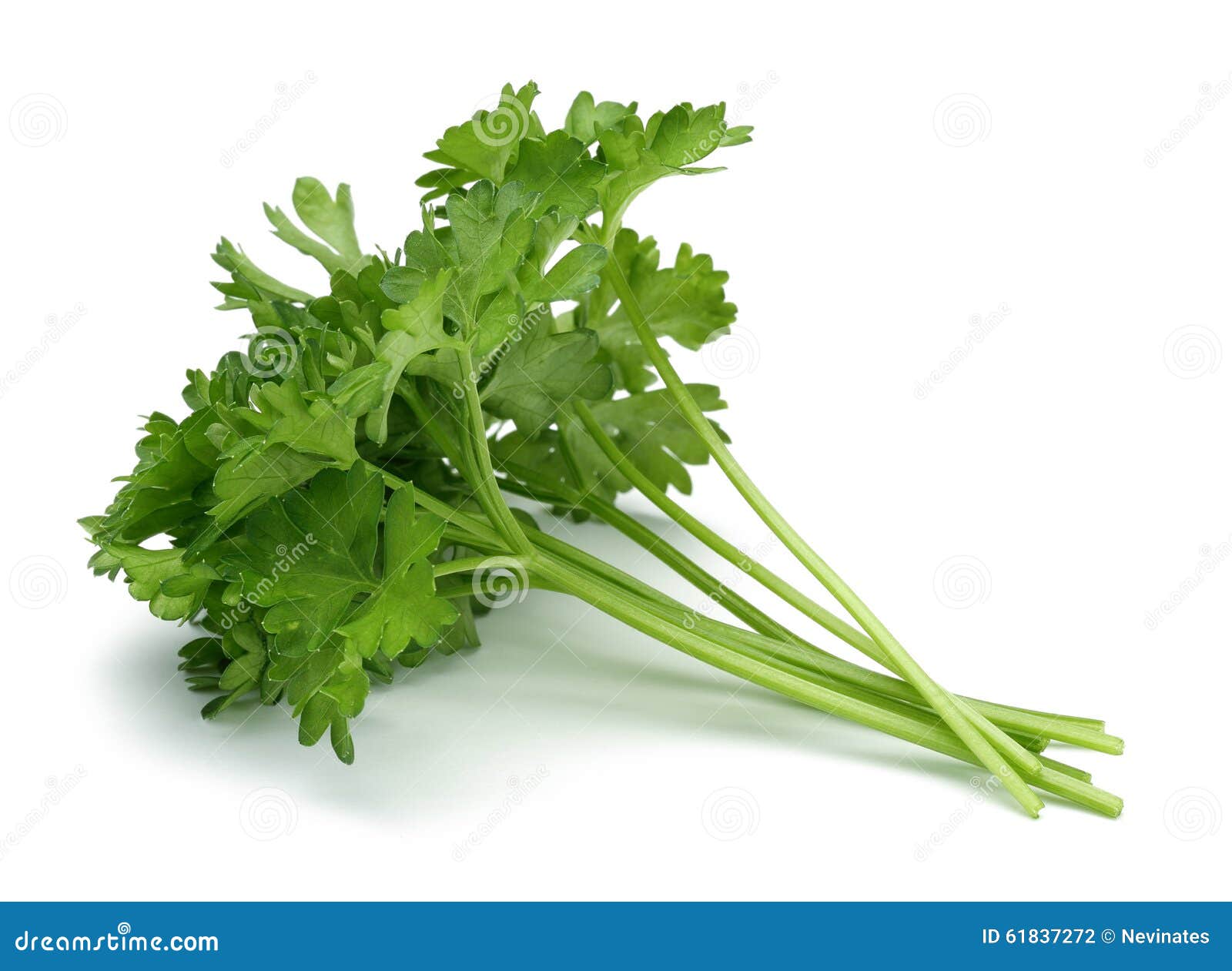 Fresh Branch of Green Parsley Stock Photo - Image of floral, herb: 61837272