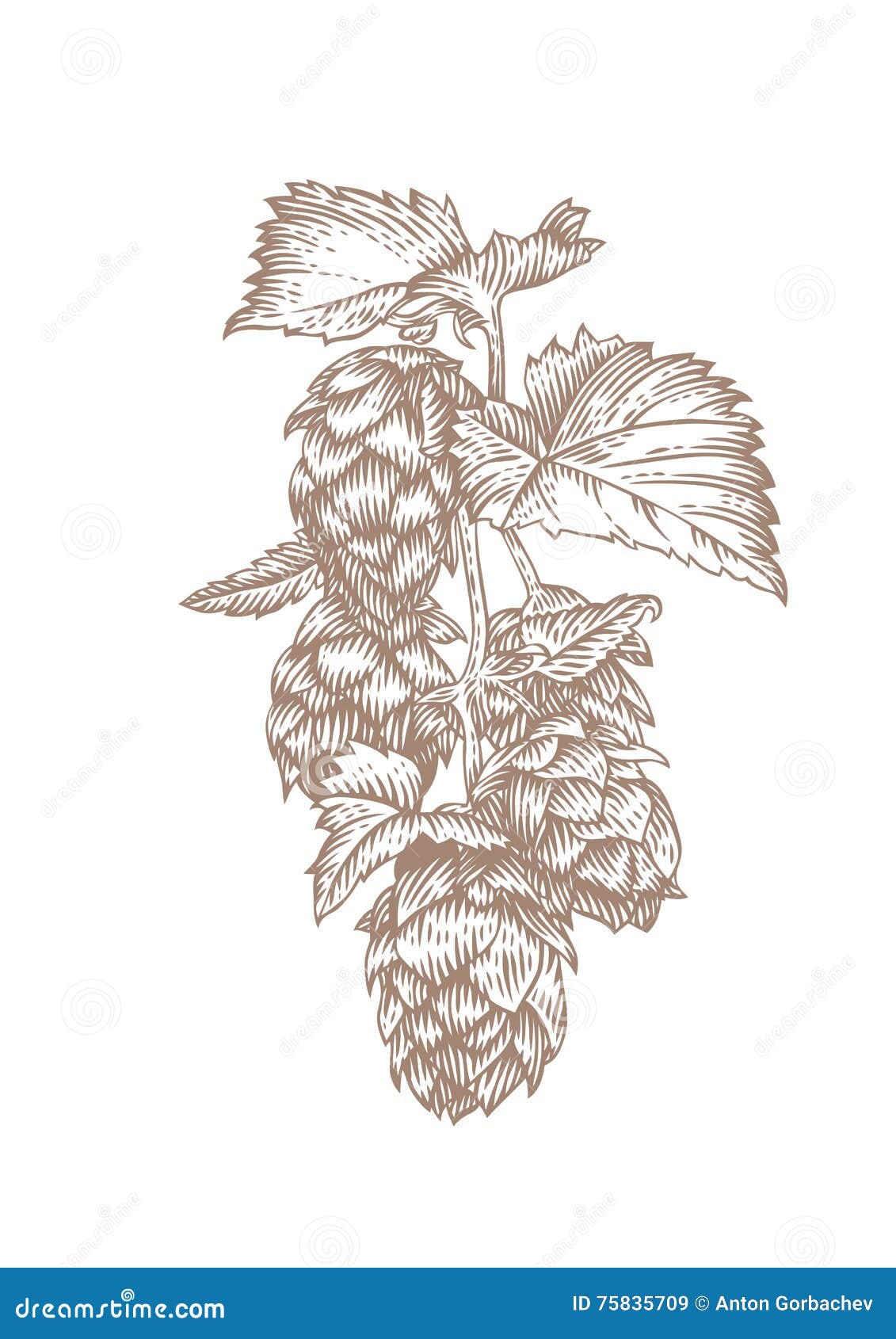Fresh branch of hops stock vector. Illustration of cones - 75835709