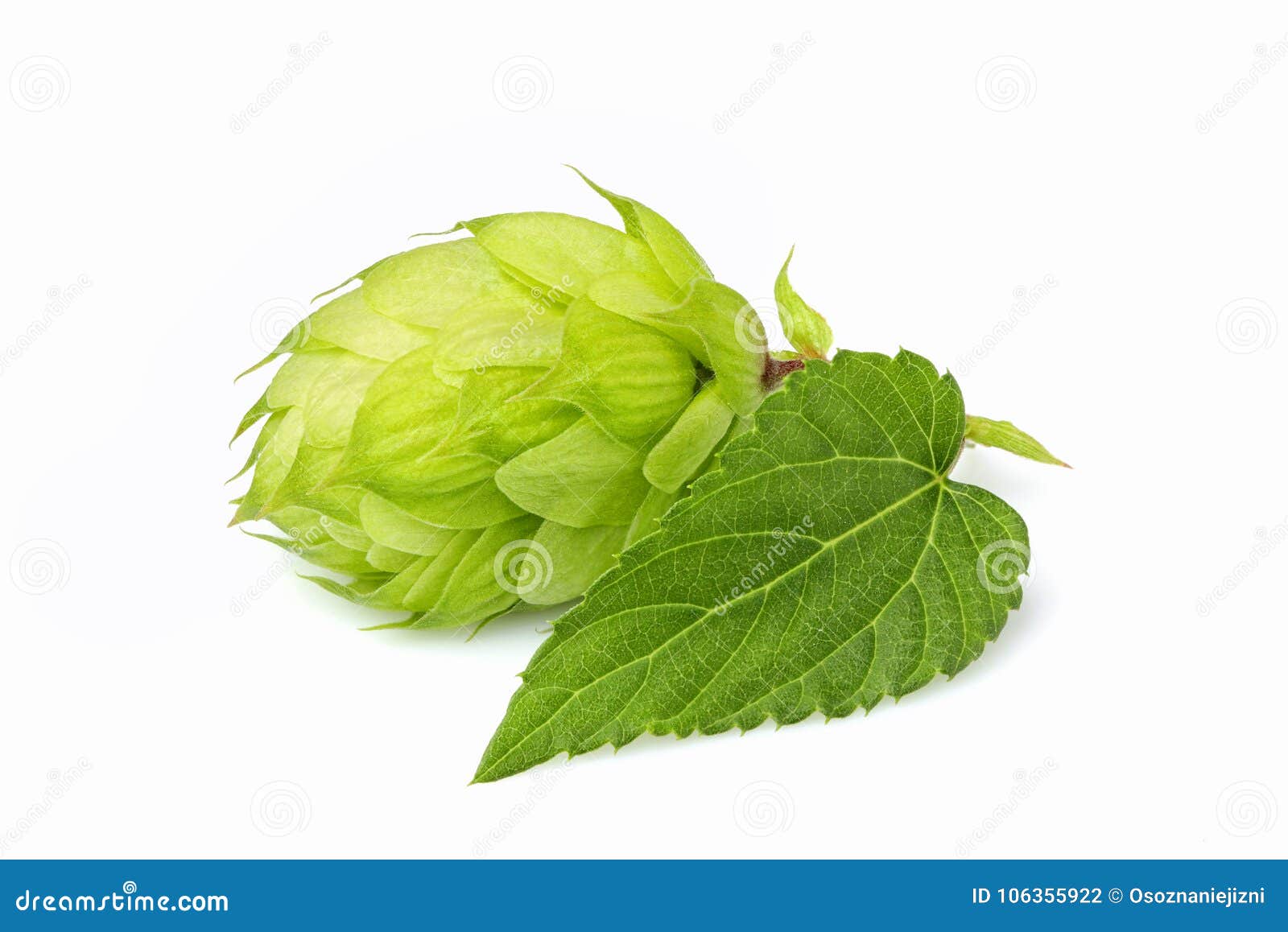 Fresh Branch of Hops Isolated. Stock Photo - Image of beer, botany ...