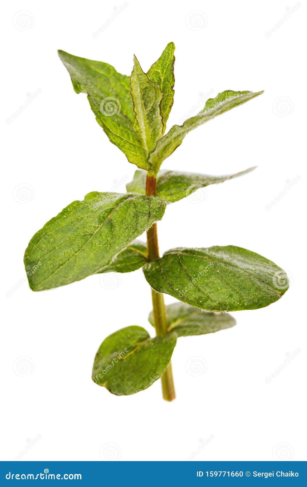 Fresh Branch of Peppermint Isolated on a White Background Stock Photo ...