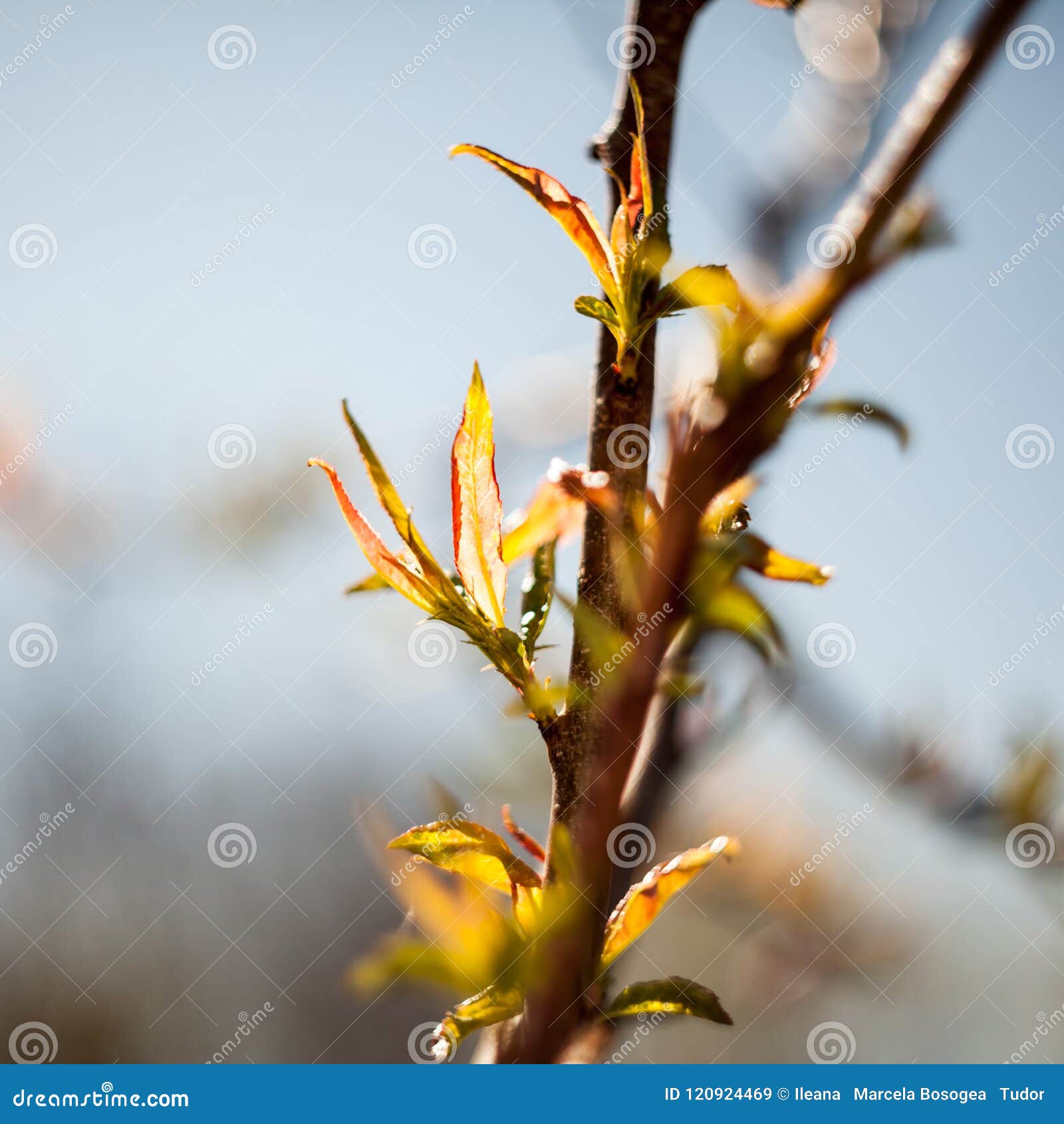 Fresh branches in spring stock image. Image of nature - 120924469