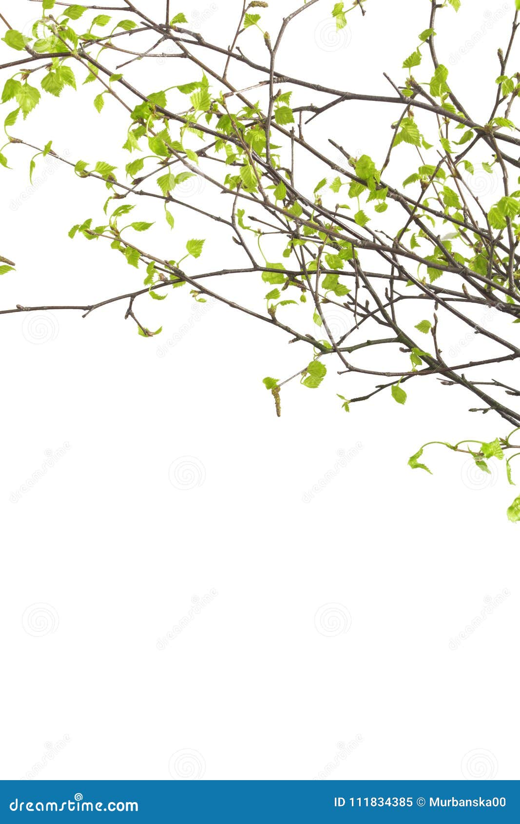 Fresh Branches of Tree Isolated on White. Stock Image - Image of ...