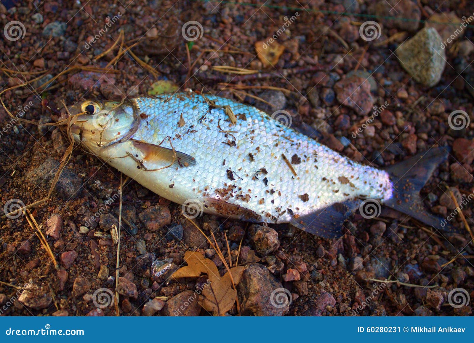 Fresh Bream Fish on the Autumn Leaves Stock Image - Image of face ...