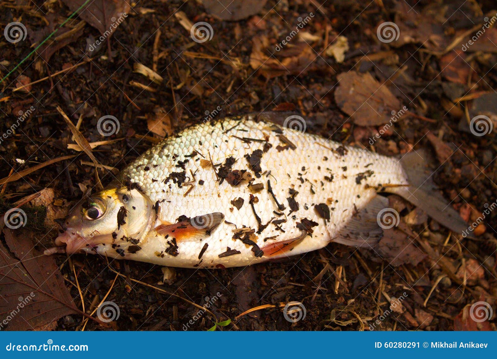 Fresh Bream Fish Autumn Leaves Stock Photos - Free & Royalty-Free Stock ...