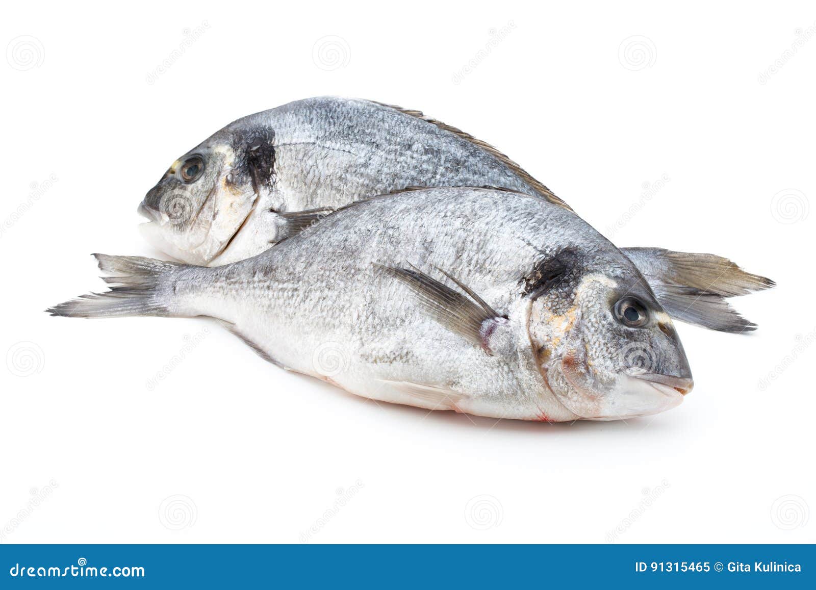 Fresh Bream Sea Isolated on White Background Stock Image - Image of ...