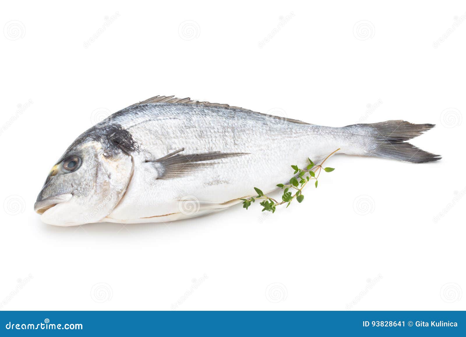 Fresh Bream Sea Isolated on White Background. Stock Image - Image of ...