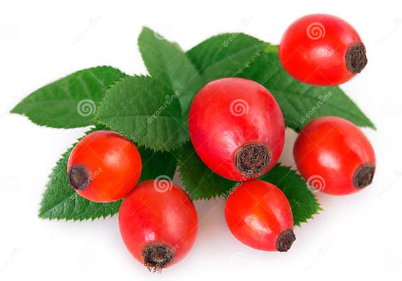 Fresh Briar on White Background Stock Photo - Image of herb, eglantine ...