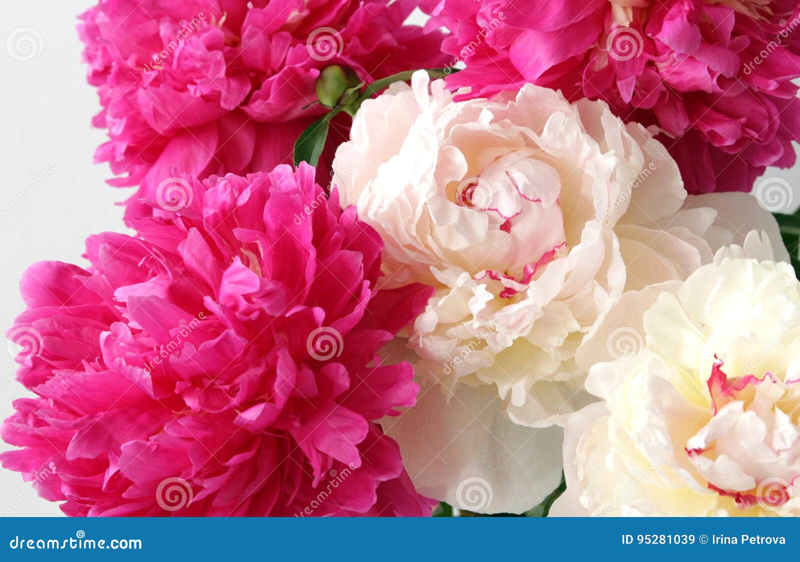 Fresh Bright Blooming Peonies Flowers Stock Image - Image of bloom ...