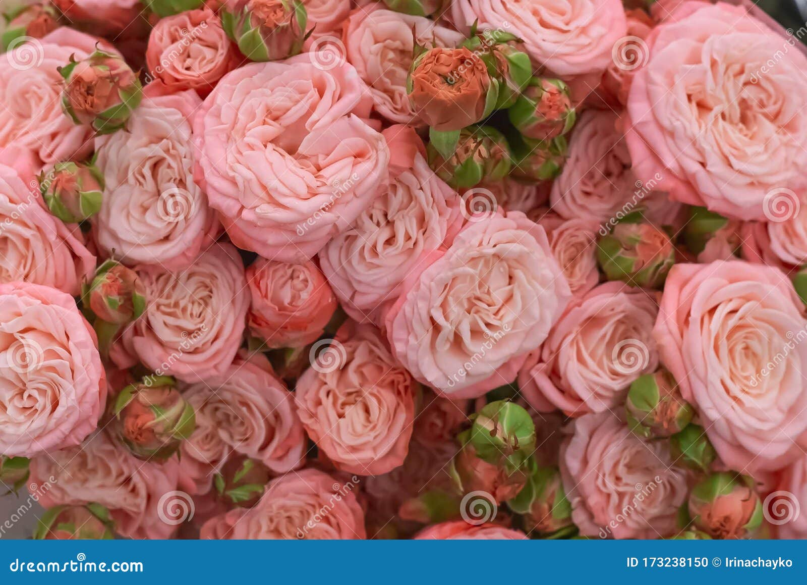 Fresh and Bright Blooming Rose Peonies Flowers Stock Photo - Image of ...