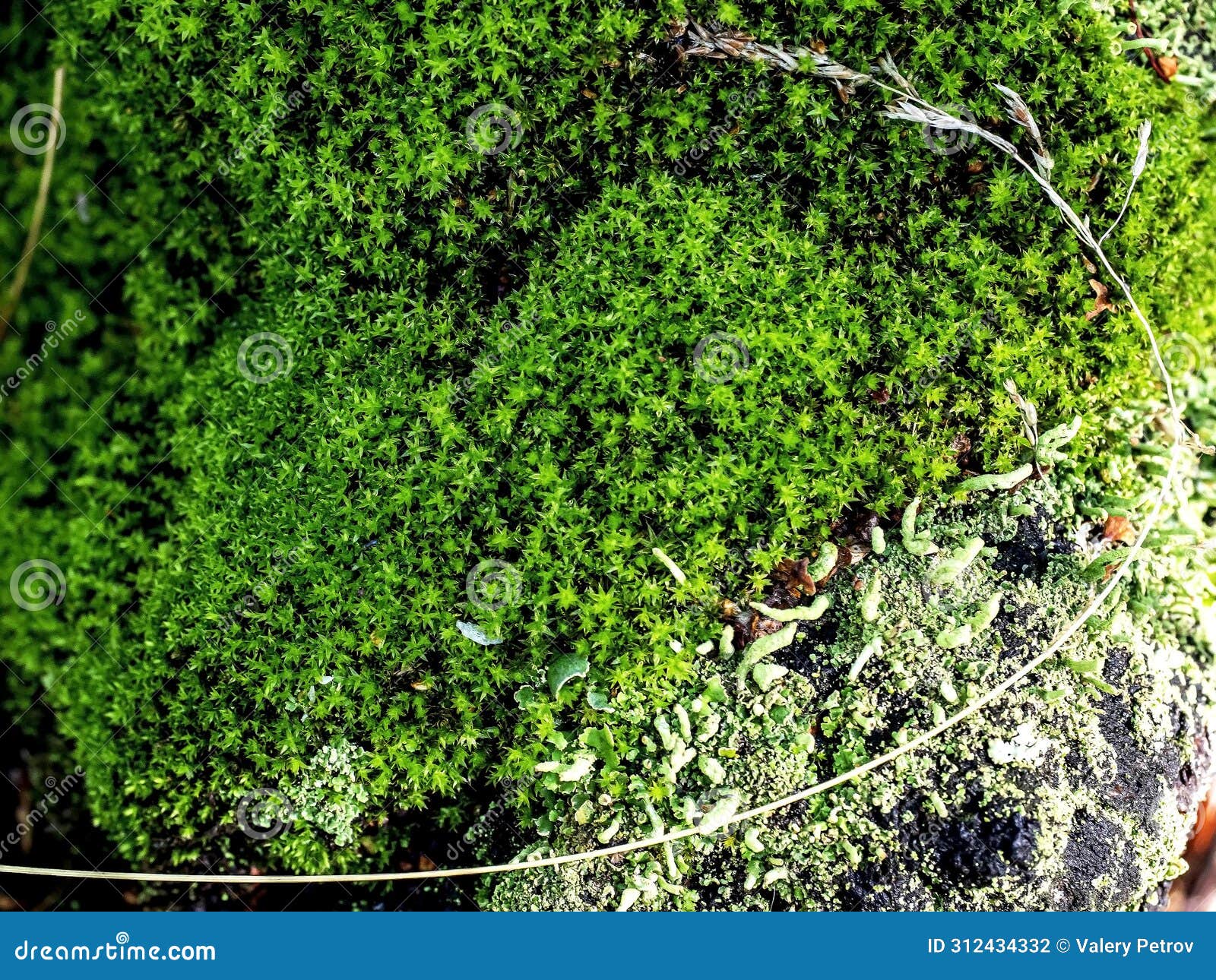 Fresh Bright Green Forest Moss Stock Photo - Image of nature, wallpaper ...