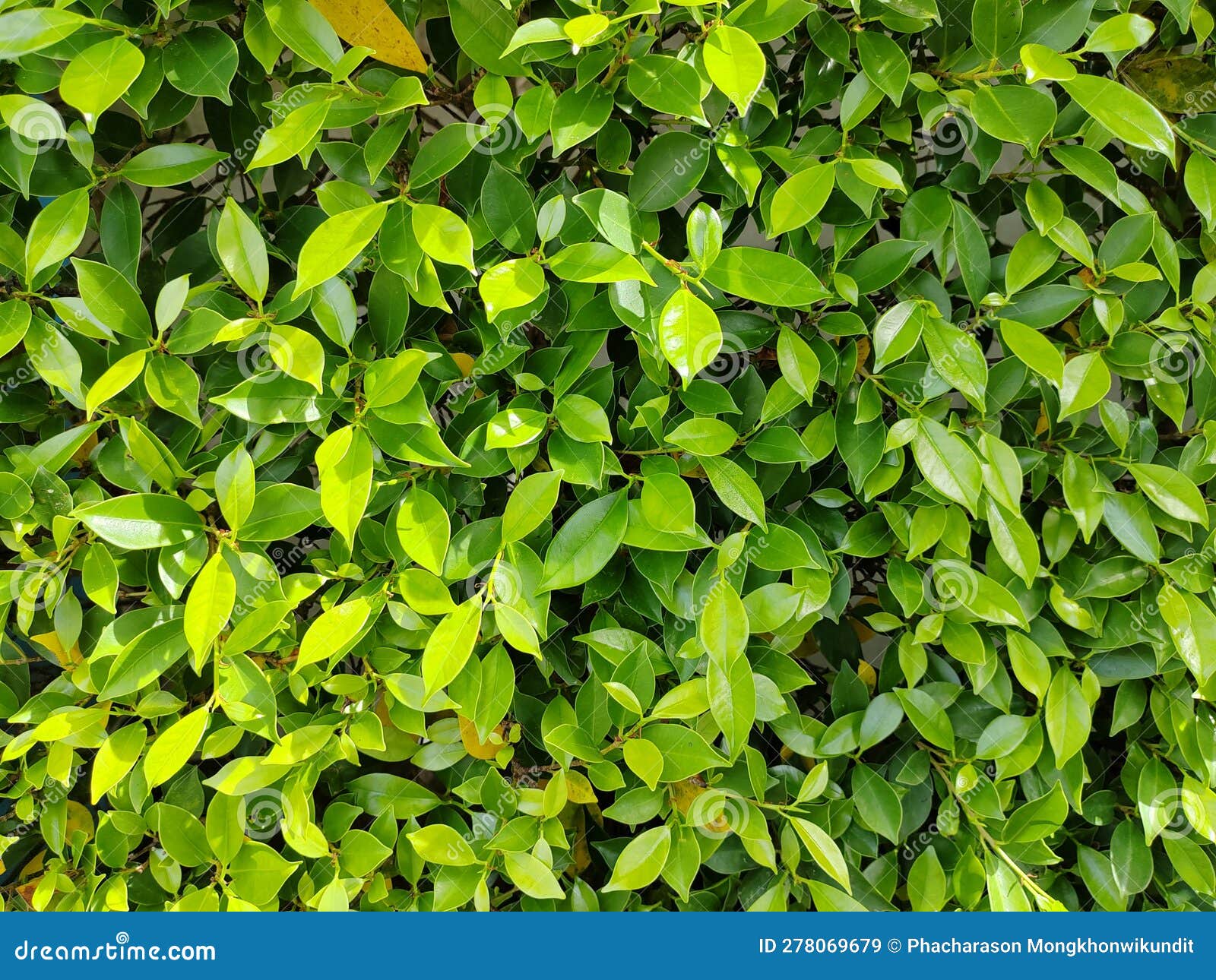Fresh Bright Green Leaves Texture for Background Stock Image - Image of ...