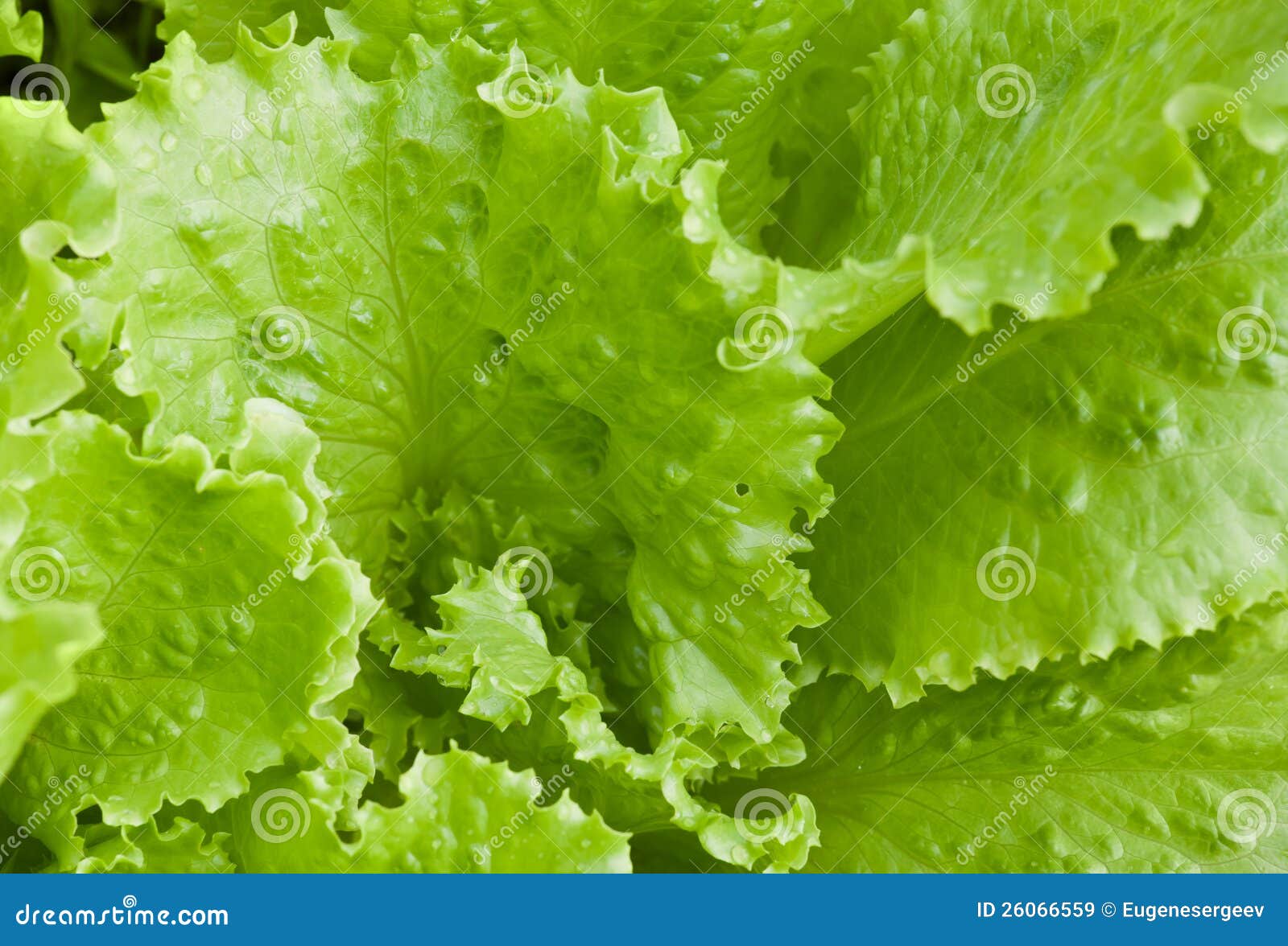 Fresh Bright Green Lettuce Leaves Stock Image - Image of background ...