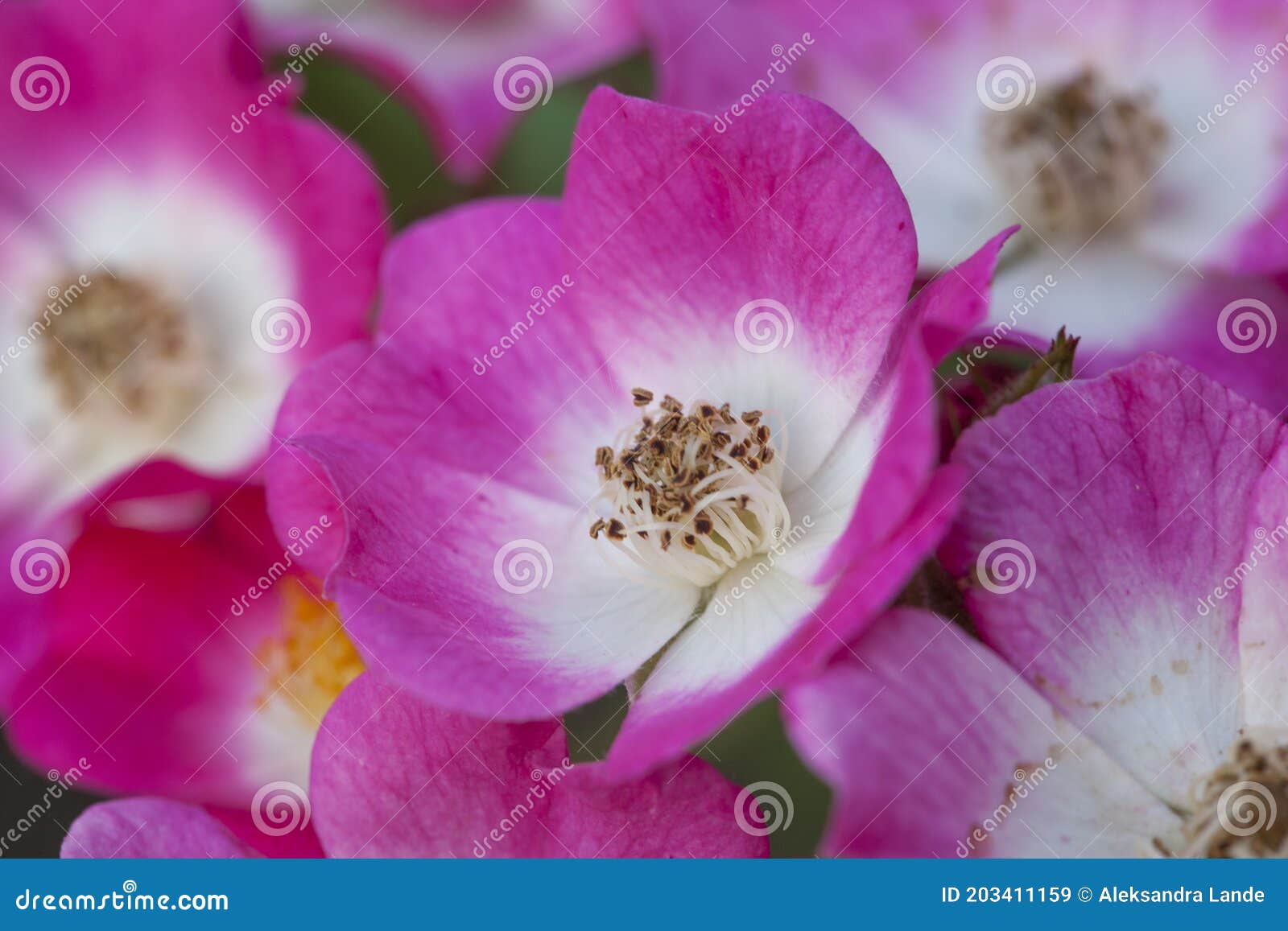 Fresh Bright Hips Rose Flowers Stock Image - Image of floral, delicate ...