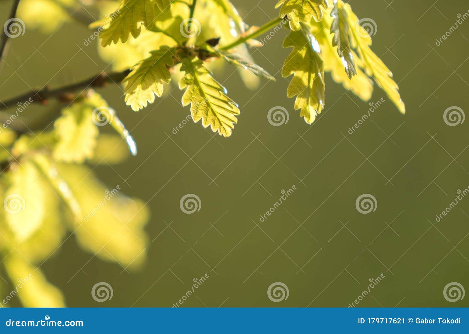 Fresh Bright Oak Leaf, Spring Sprout in the Woods. Green, Vibrant ...