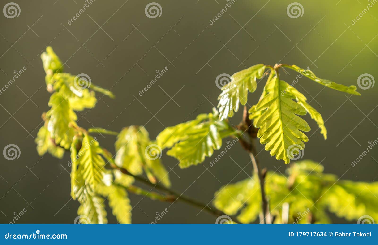 Fresh Bright Oak Leaf, Spring Sprout in the Woods. Green, Vibrant ...