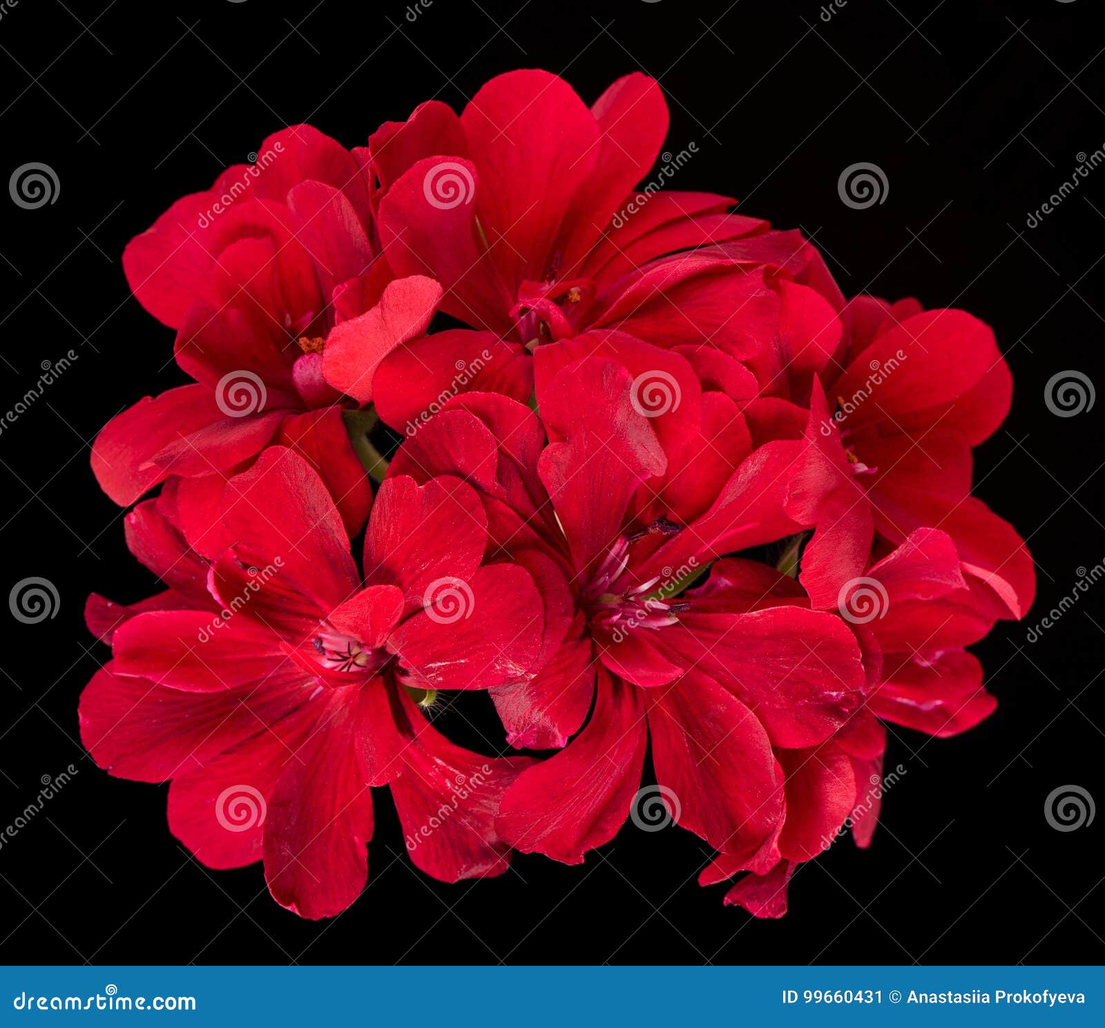 Bright red geranium stock image. Image of closeup, background - 99660431