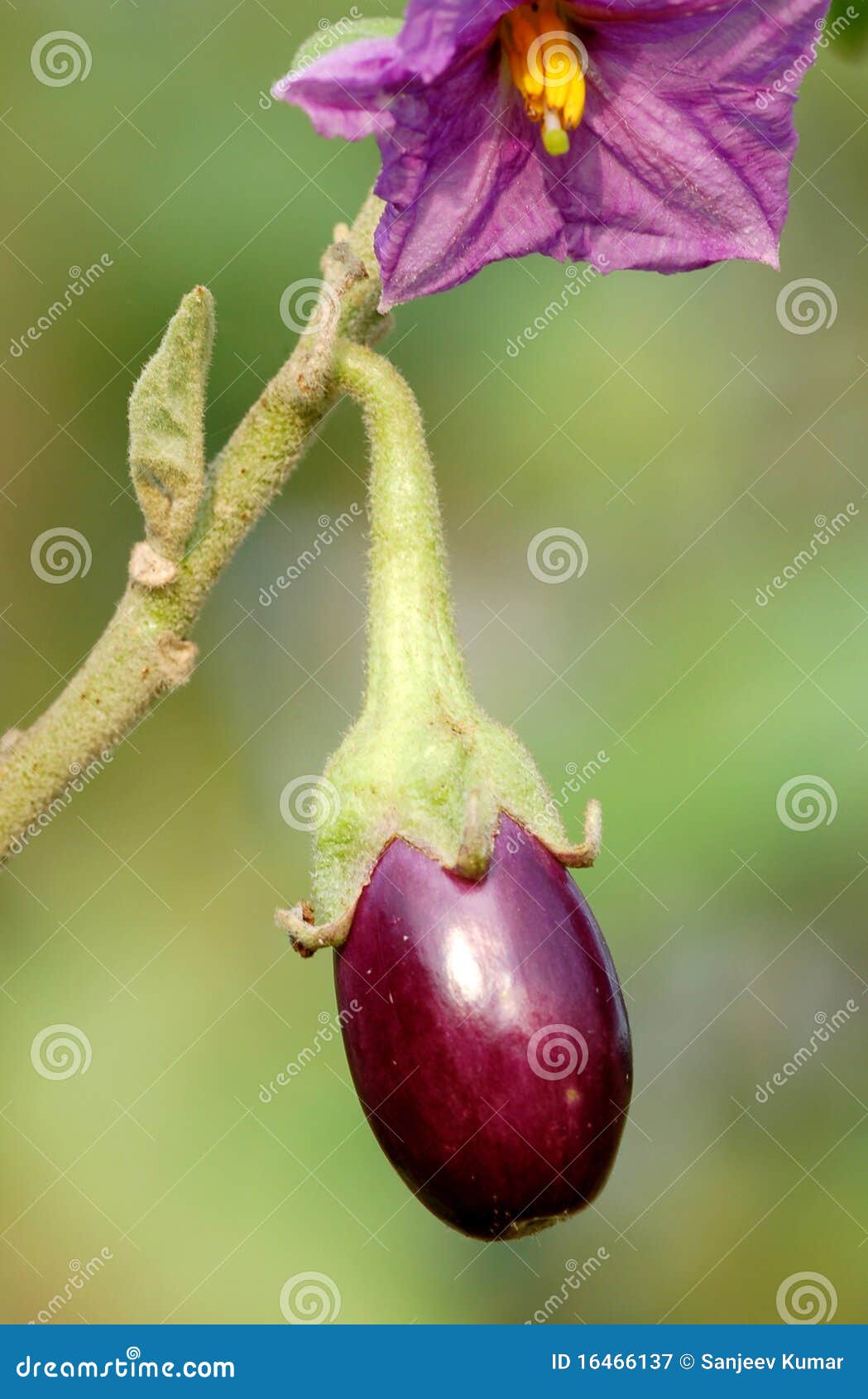 Fresh brinjal stock image. Image of vegetable, green - 16466137