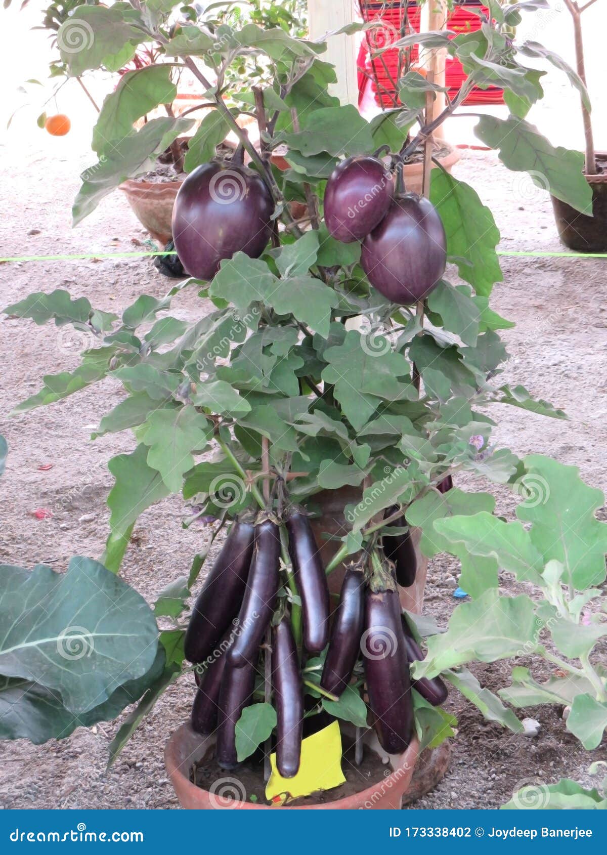 Fresh Brinjal Image, it is Close Caption. Stock Photo - Image of ...