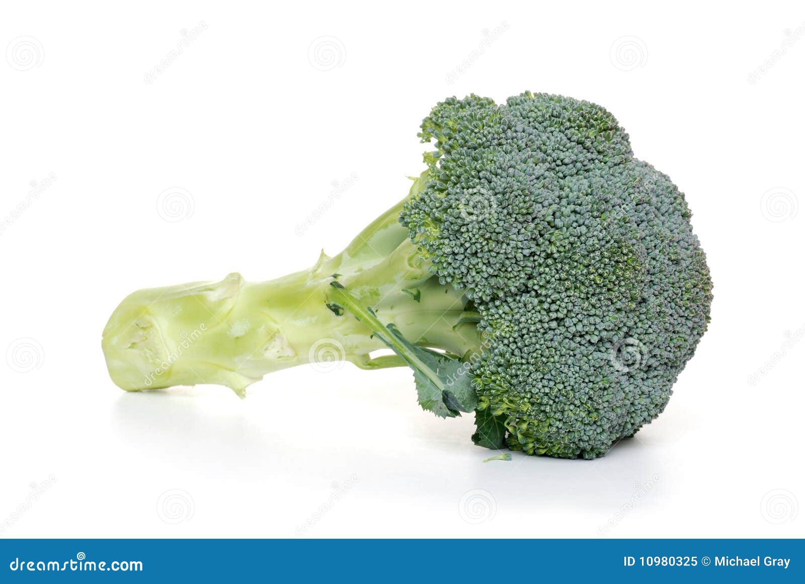Fresh broccoli stock image. Image of leaf, culinary, organic - 10980325