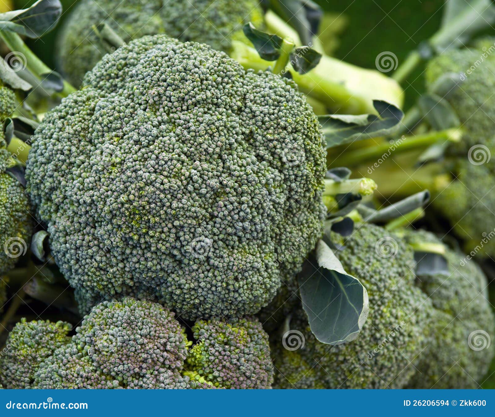 Fresh broccoli stock photo. Image of vegetable, ingredient - 26206594