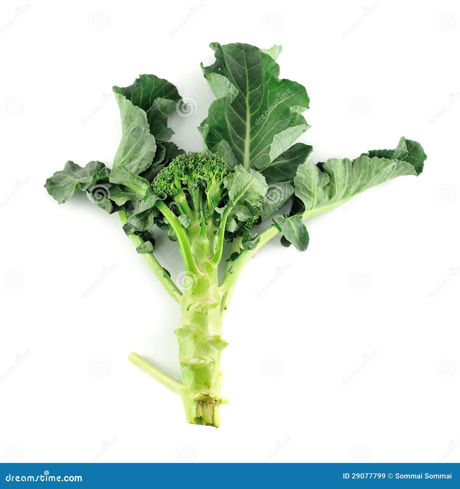 Fresh Broccoli stock image. Image of ingredient, eating - 29077799