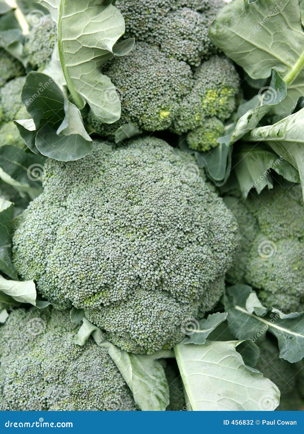 Fresh broccoli stock photo. Image of diet, harvest, vitamin - 456832