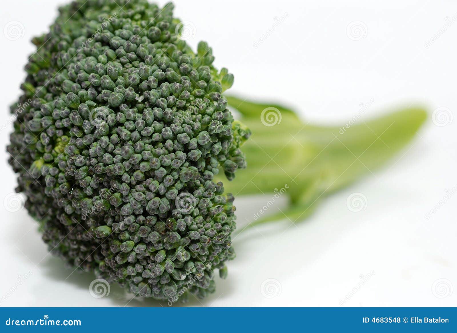 Fresh broccoli stock photo. Image of appetising, broccoli - 4683548