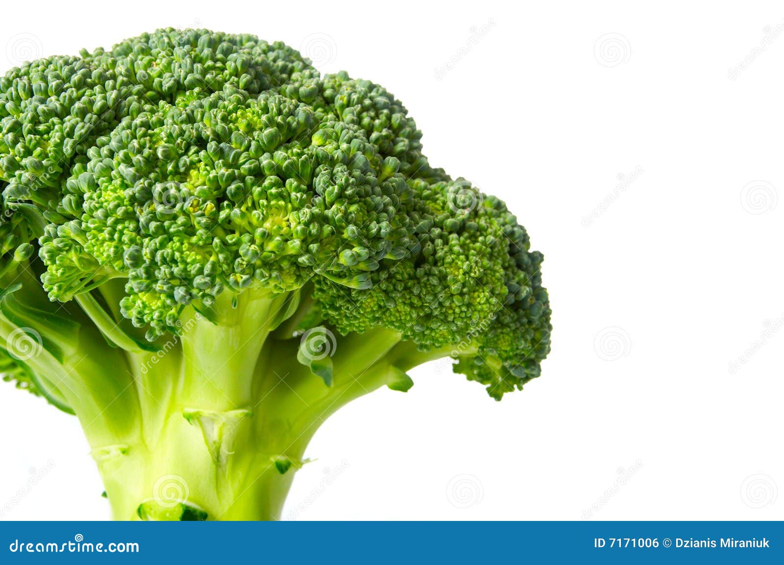 Fresh broccoli stock photo. Image of vegetarian, agriculture - 7171006