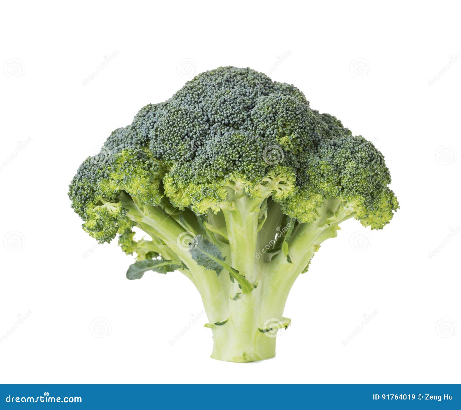 Fresh broccoli crowns stock image. Image of closeup, white - 91764019