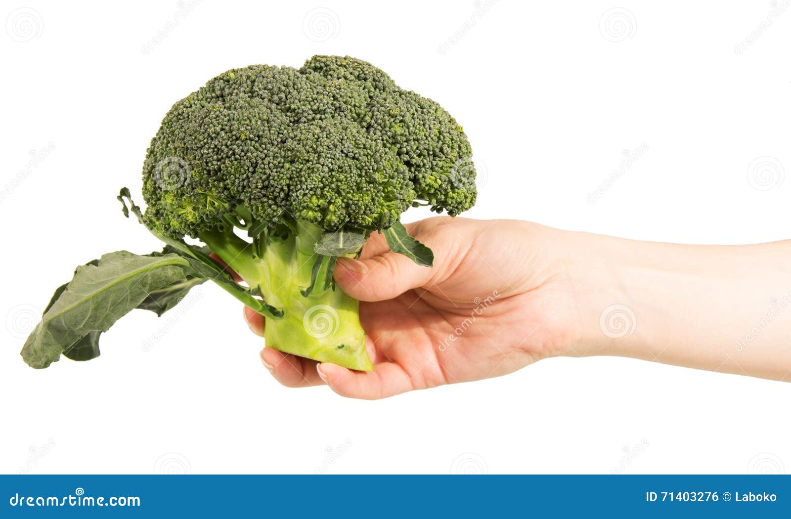 Fresh Broccoli in a Female Hand Closeup Stock Photo - Image of ecology ...