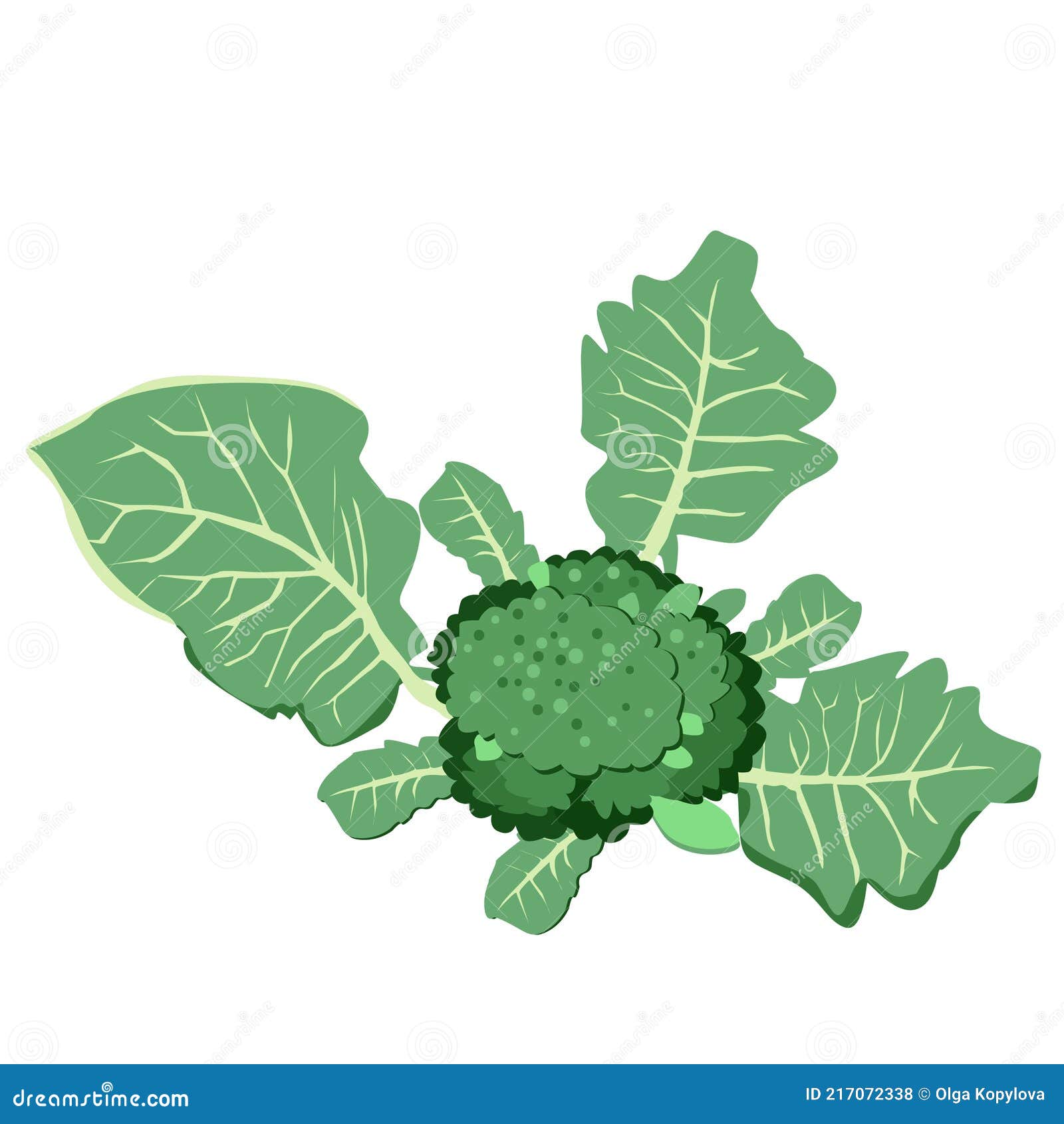 Fresh Broccoli in the Garden Top View Stock Vector - Illustration of ...