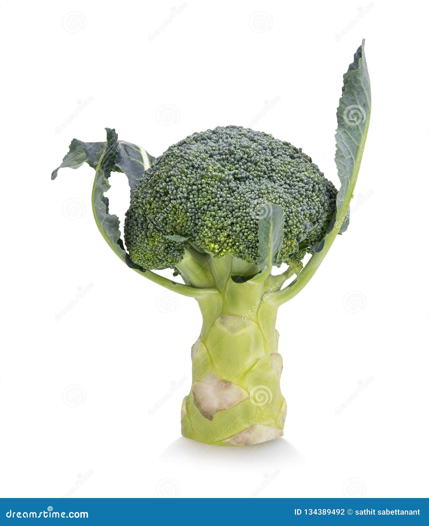 Fresh Broccoli Isolate on White Background Stock Photo - Image of ...