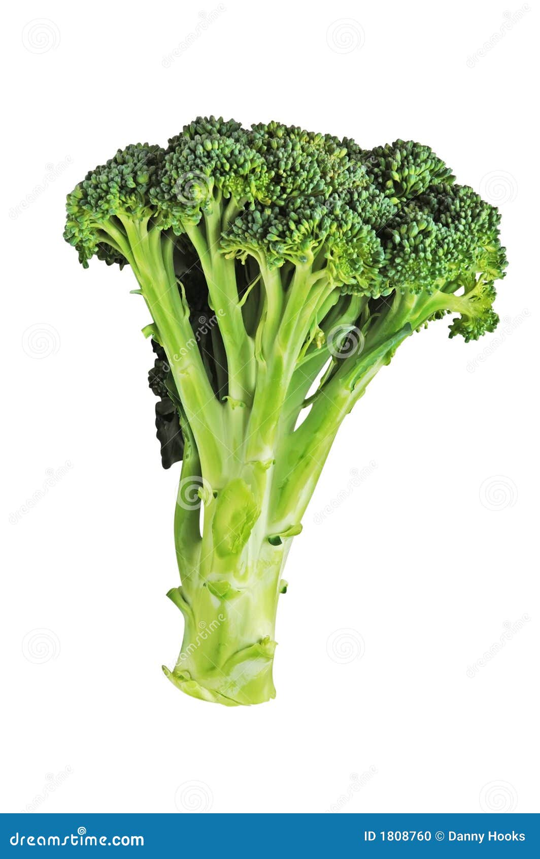 Fresh Broccoli Isolated stock photo. Image of nutrition - 1808760