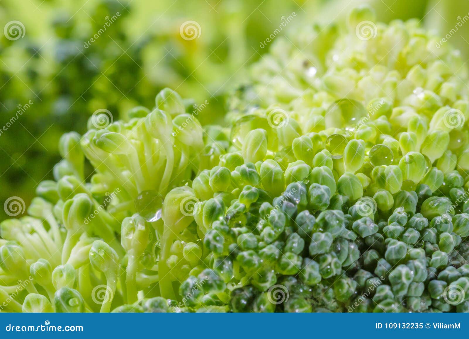 Fresh broccoli in macro. stock image. Image of agriculture - 109132235