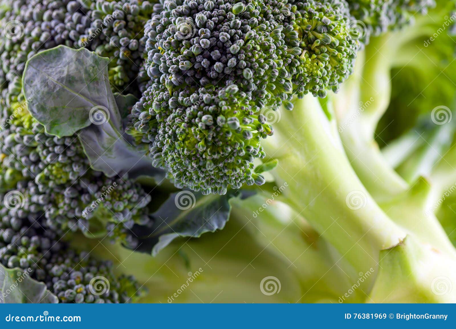 Fresh broccoli stock image. Image of brocolli, nature - 76381969