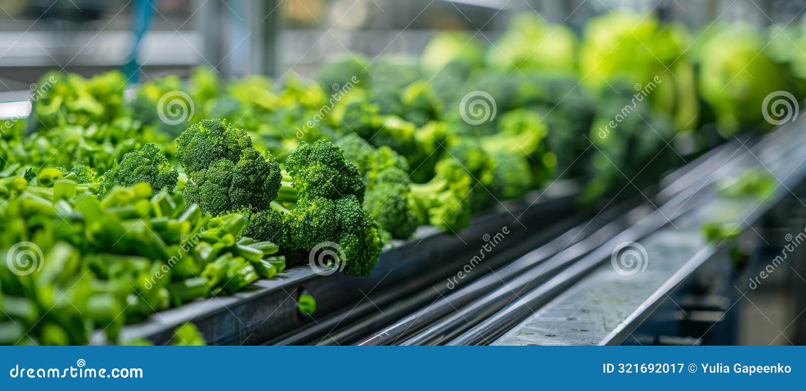 Fresh Broccoli Moving on Conveyor Belt in Factory Processing Line Stock ...