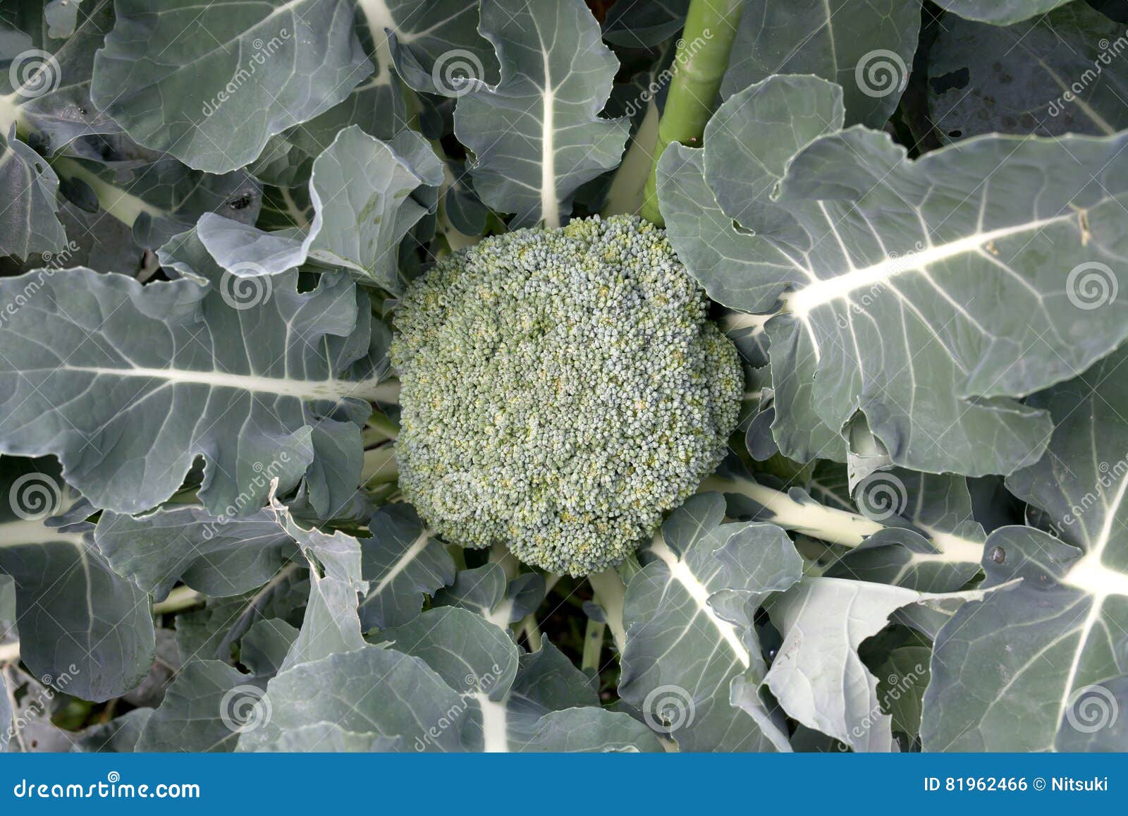 Fresh Broccoli at Organic Farm Stock Photo - Image of broccoli ...