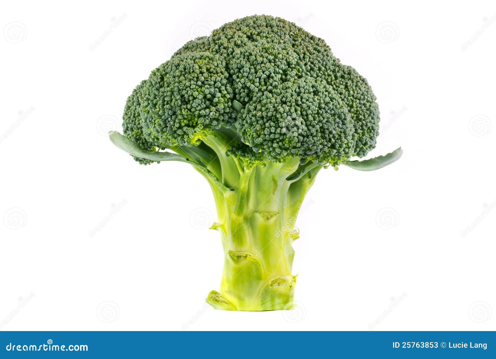 Fresh broccoli over white stock image. Image of single - 25763853