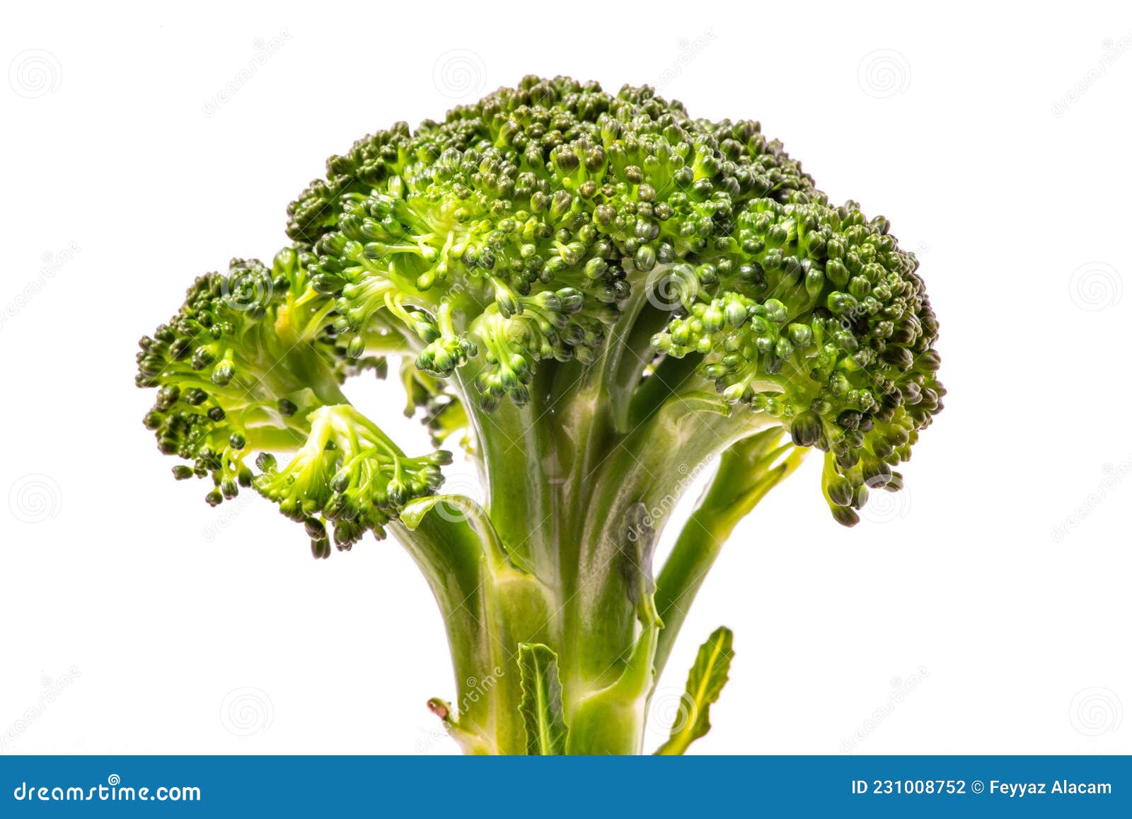 Fresh Broccoli Parts on the White with Background Stock Photo - Image ...