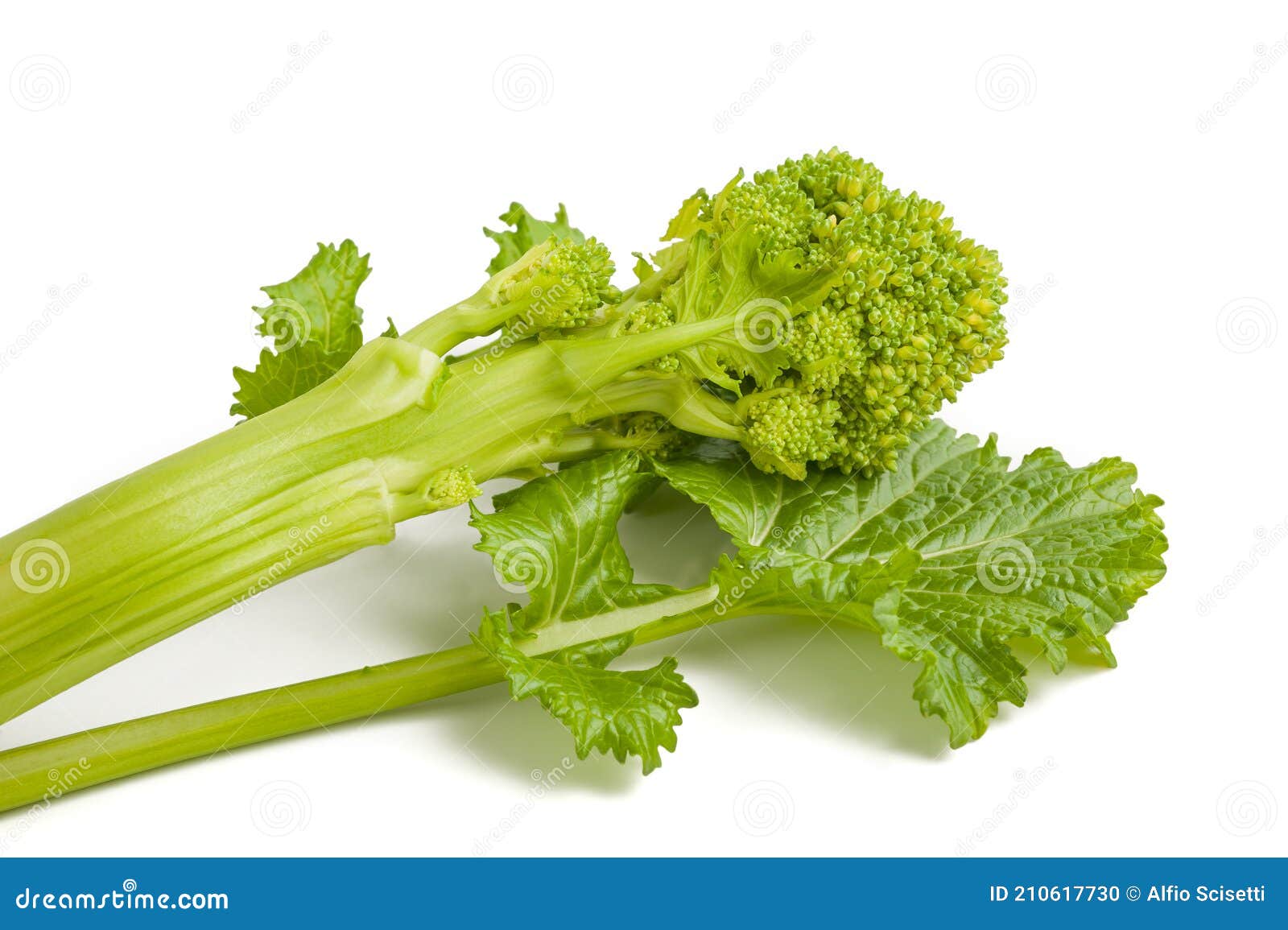 Fresh broccoli rabe stock photo. Image of healthy, ingredient - 210617730