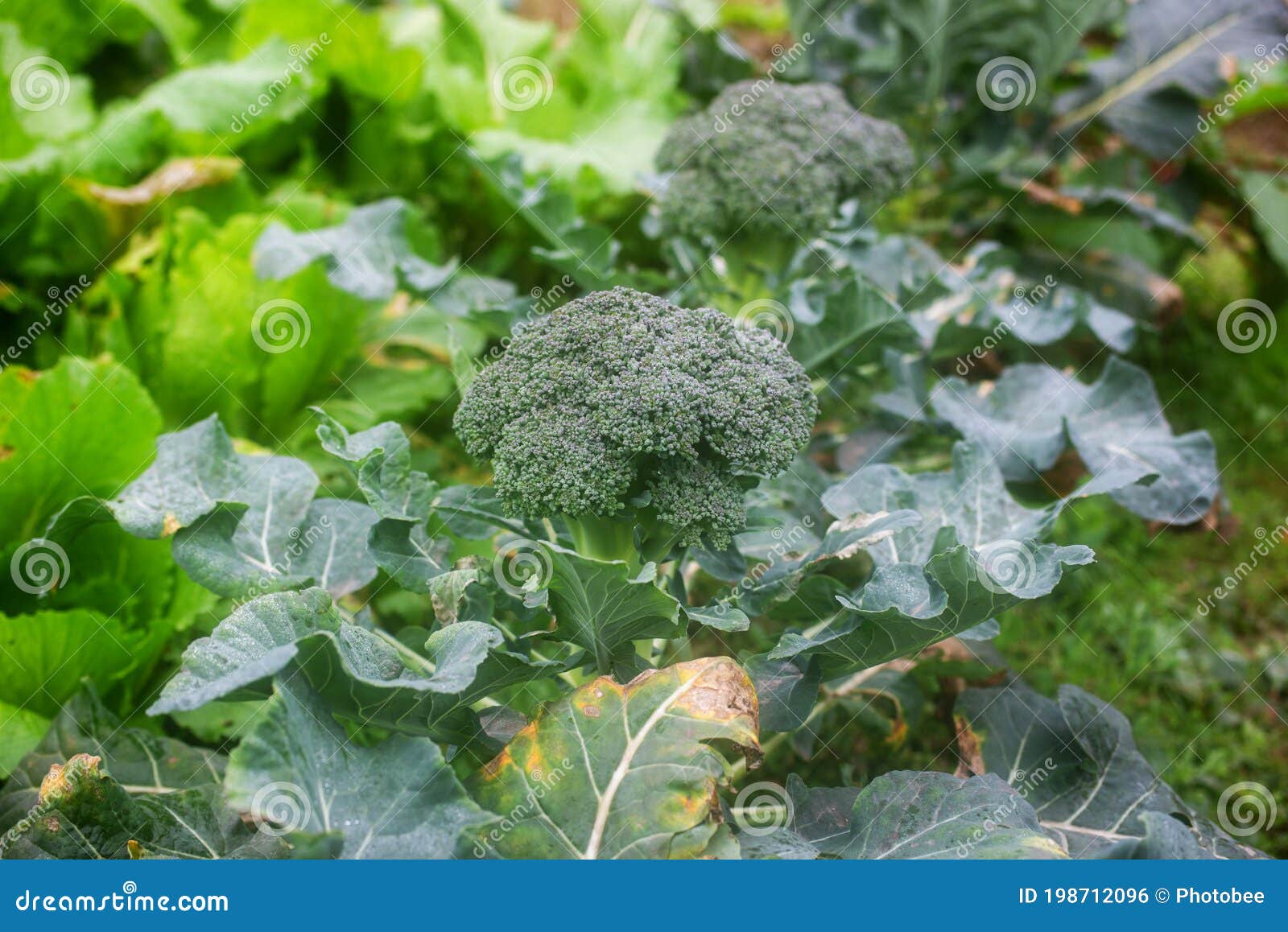 Fresh Broccoli in the Summer Vegetable Patch Stock Photo - Image of ...